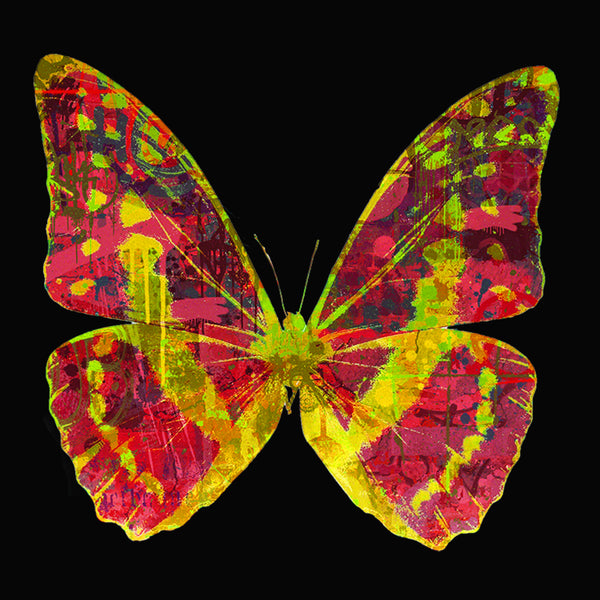 Butterfly " Firelight" By Wallcandy - WallCandy Art Gallery